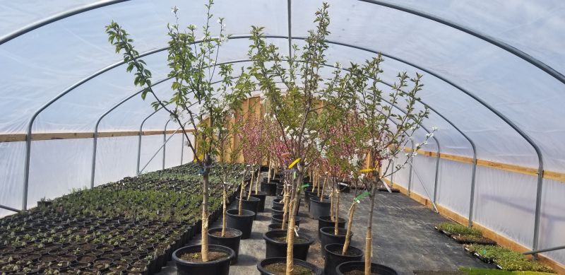 Perennials & Shrubs Gallery