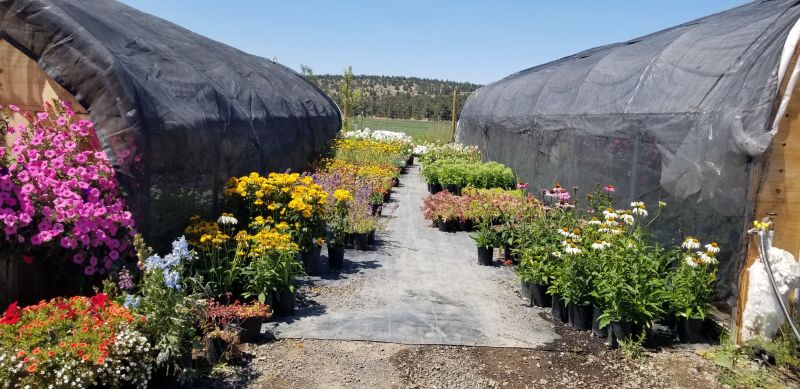 Perennials & Shrubs Gallery